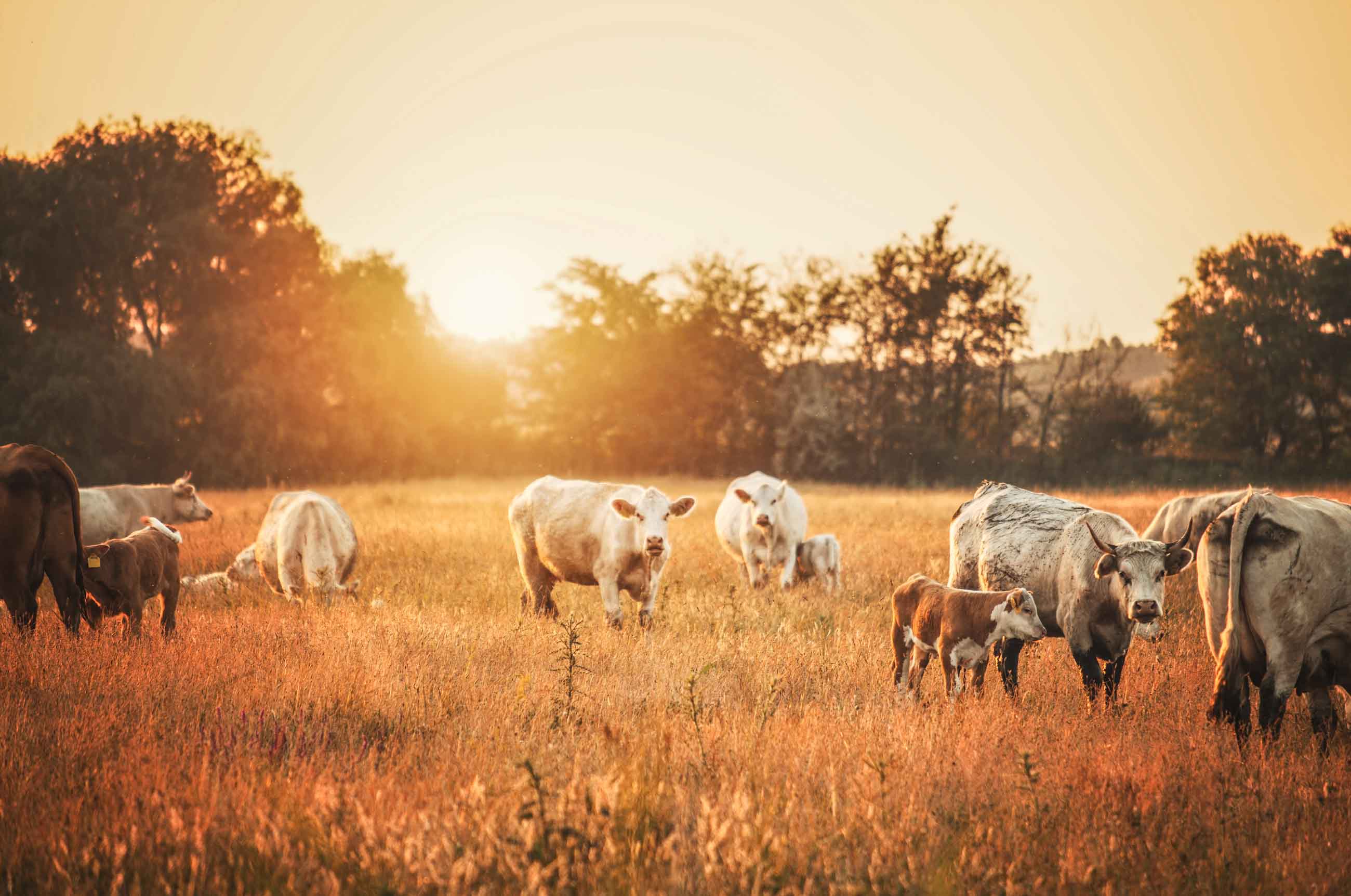 Farm Country Butchery